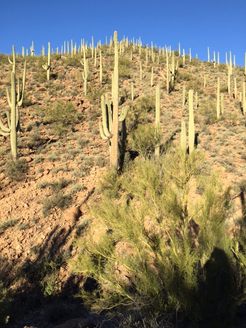 Tucson or bust